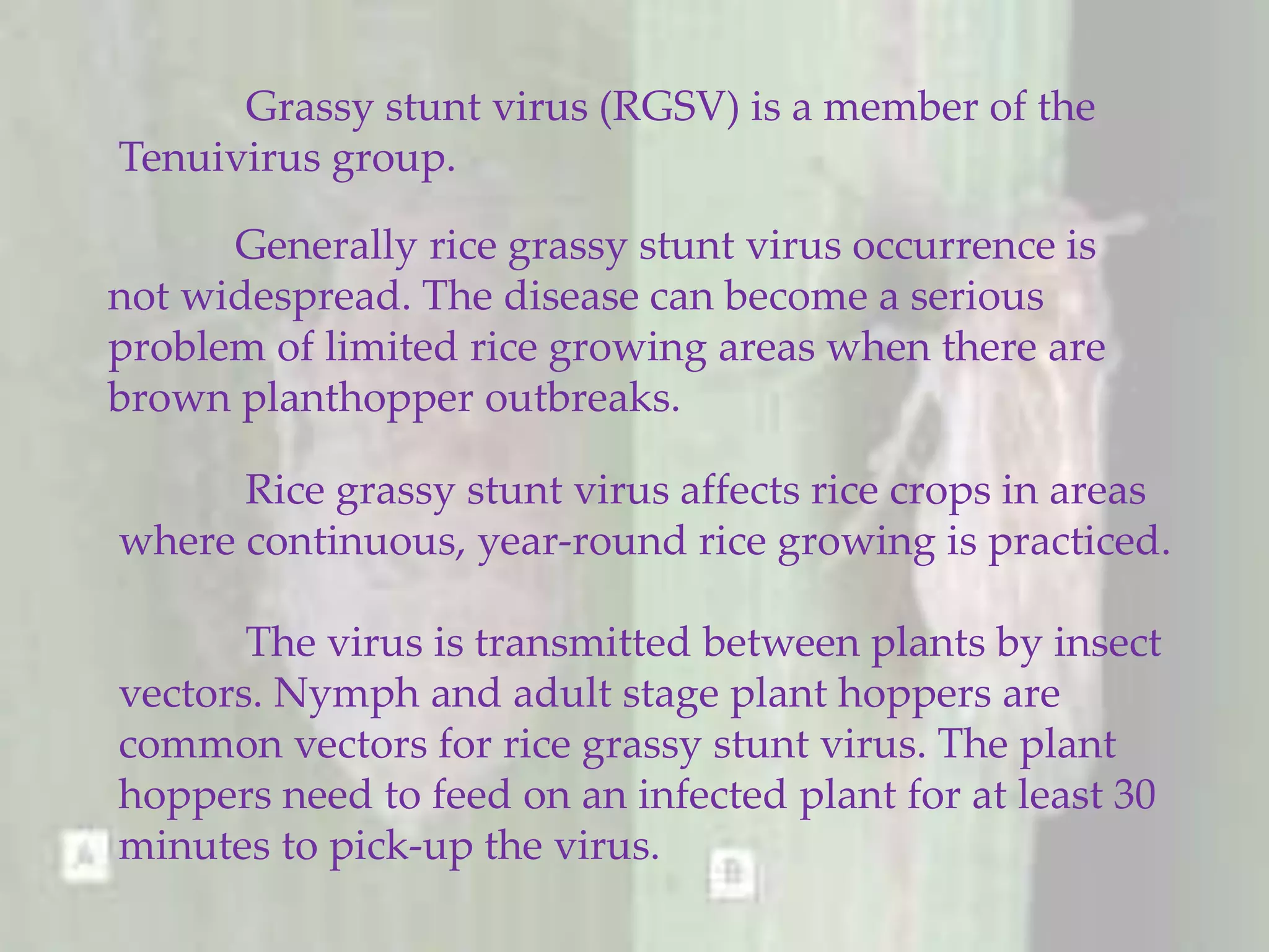 Grassy stunt virus | PPTX