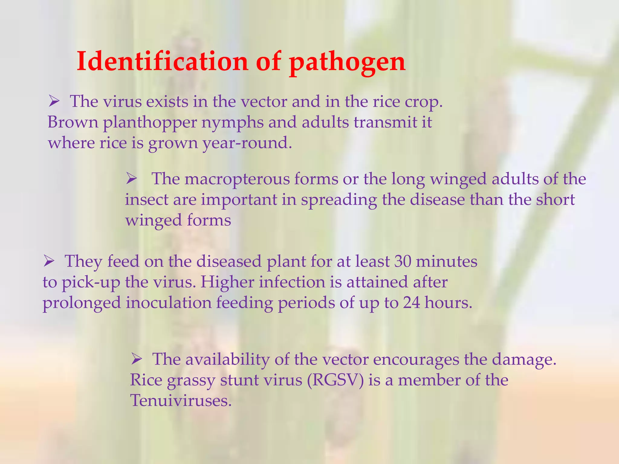 Grassy stunt virus | PPTX