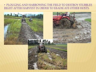 Grassy stunt virus | PPTX | Agriculture | Industries