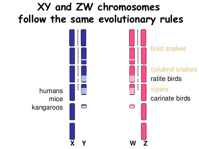 Jenny Graves at SMBE2014: Sex, Genes and Sequence