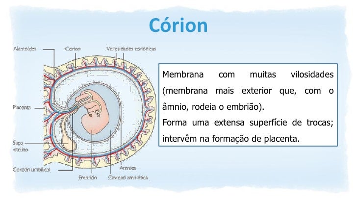Gravidez e desenvolvimento embrionário