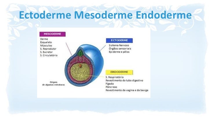 Gravidez e desenvolvimento embrionário