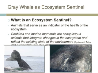 Gray Whales As Sentinels PowerPoint | PPT