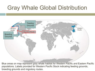 Gray Whales As Sentinels PowerPoint | PPT