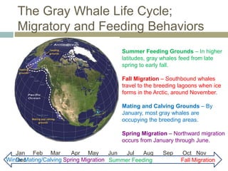 Gray Whales As Sentinels PowerPoint | PPT