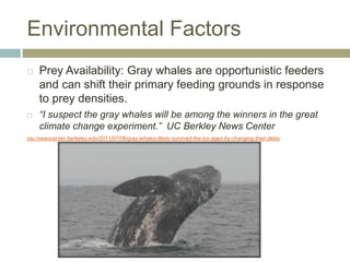 Gray Whales As Sentinels PowerPoint | PPT