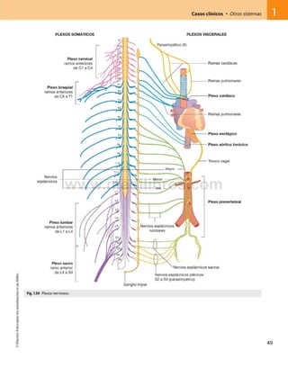 Gray anatomia para_estudiantes_3_opt | PDF