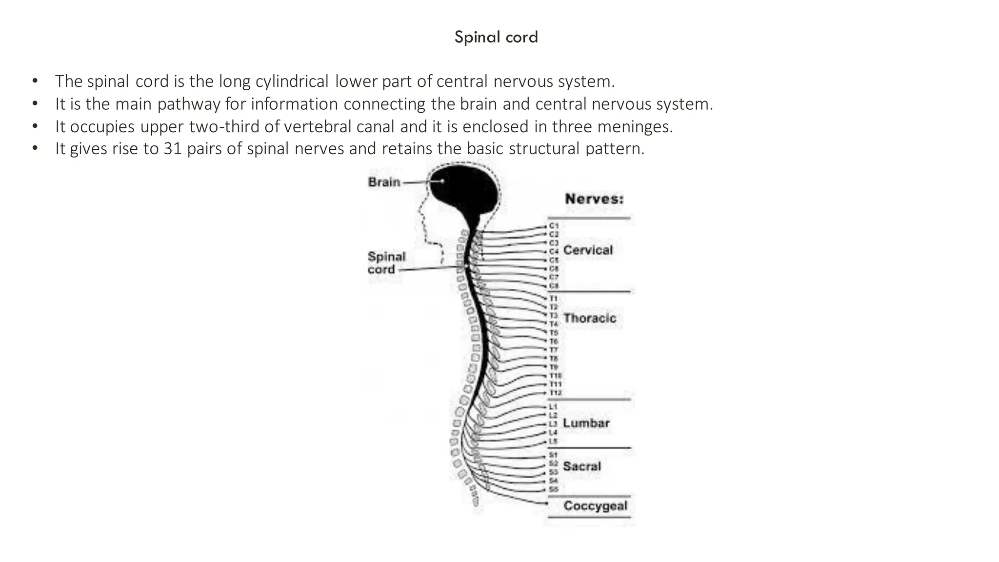 gray and white matter of spinal cord.pdf