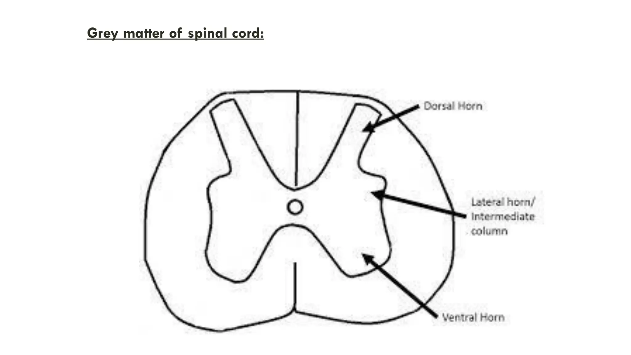 gray and white matter of spinal cord.pdf