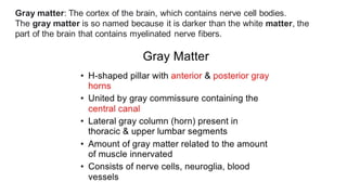 gray and white matter of spinal cord.pdf