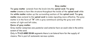gray and white matter of spinal cord.pdf