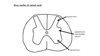 gray and white matter of spinal cord.pdf