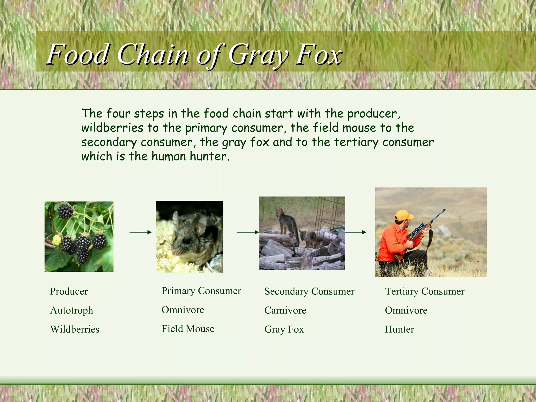 Gray fox bio period 4 Micah Tennant | PPT