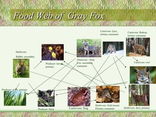 Gray fox bio period 4 Micah Tennant | PPT