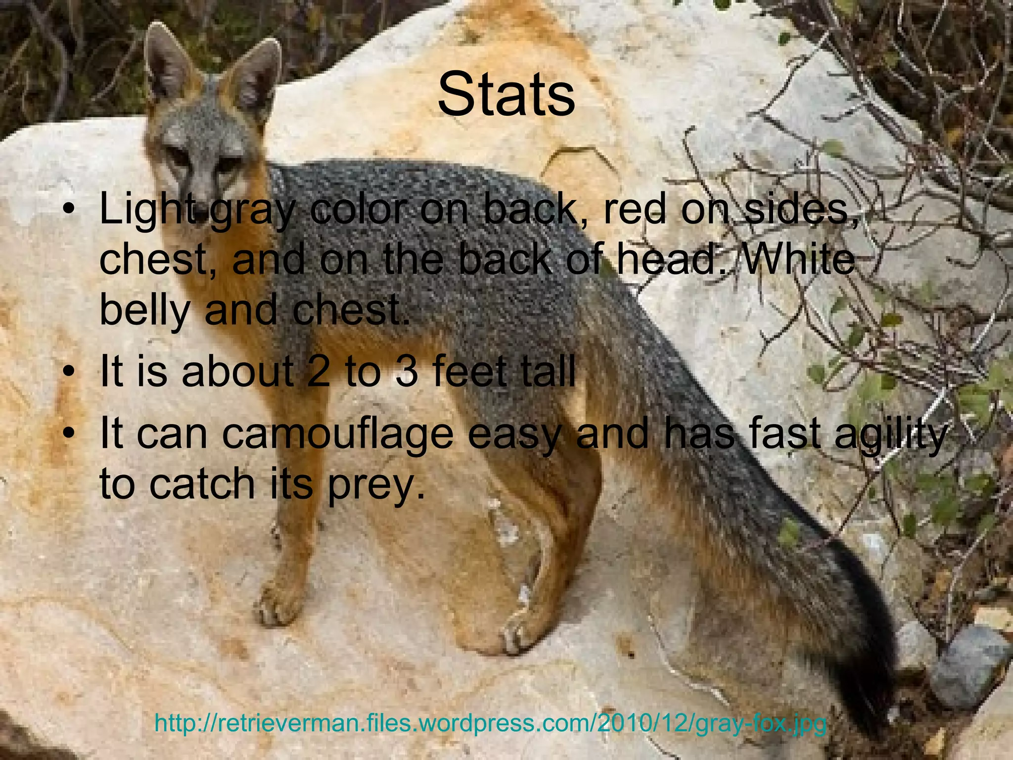chris garcia gray fox biology | PPT