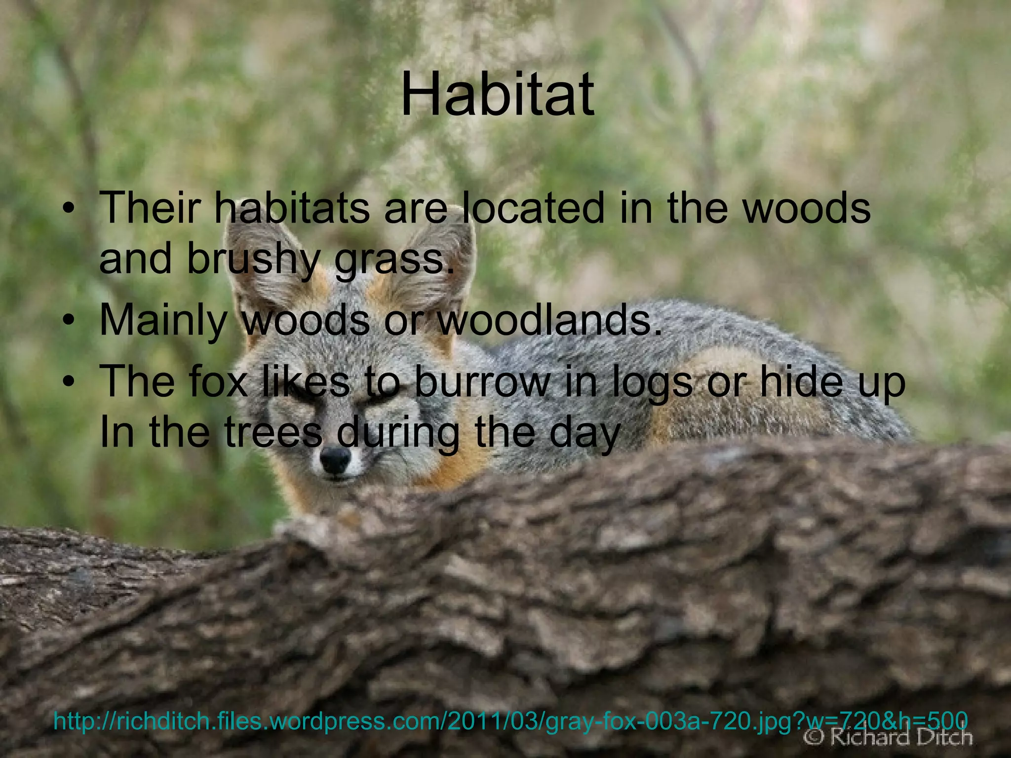 chris garcia gray fox biology | PPT