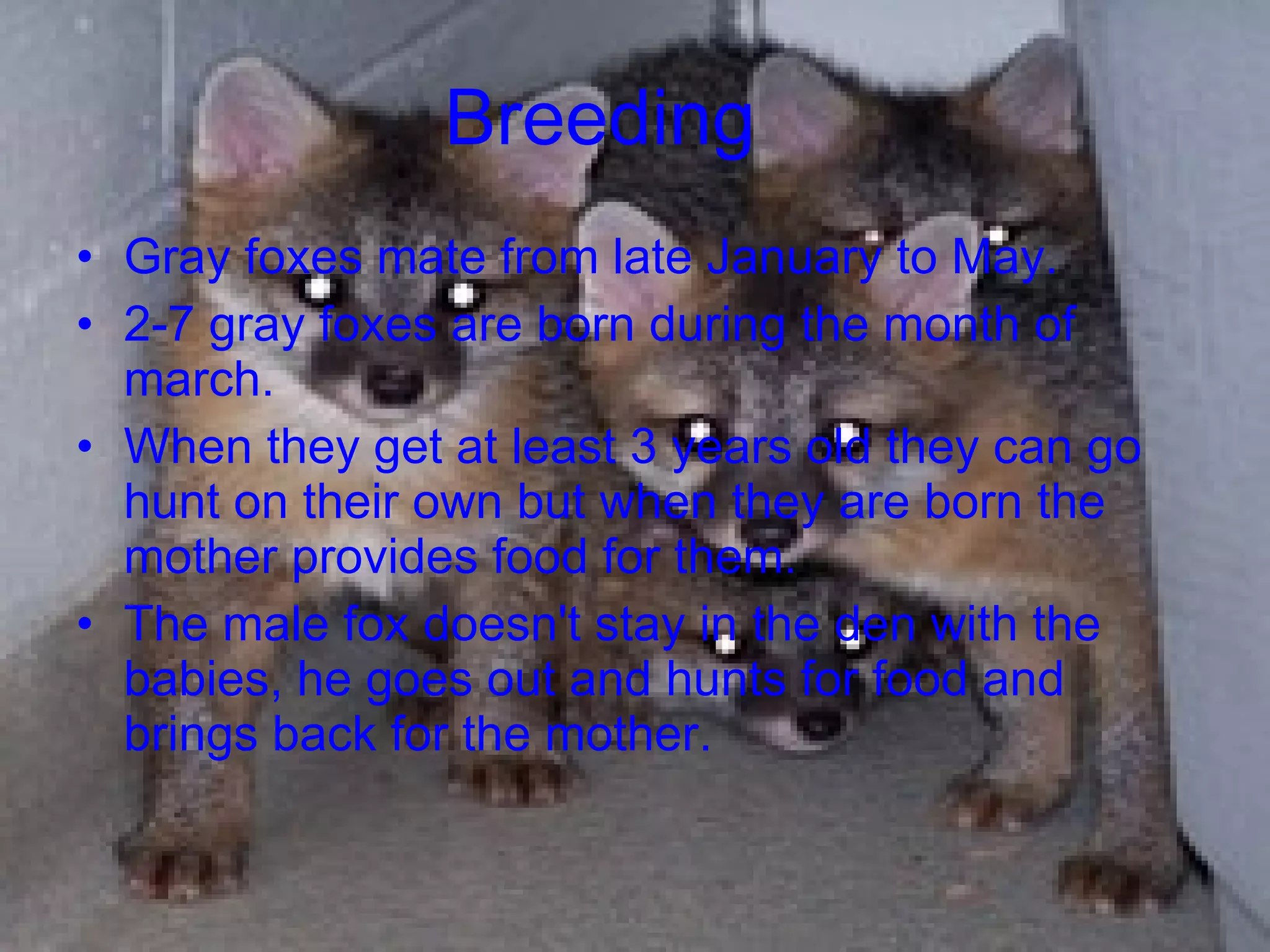chris garcia gray fox biology | PPT