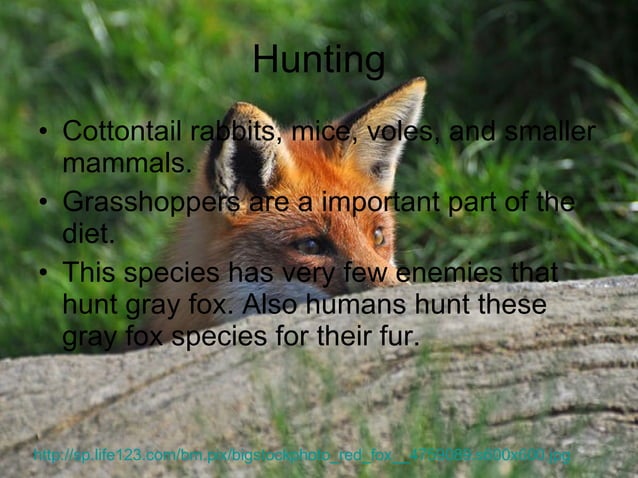 chris garcia gray fox biology | PPT