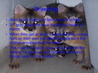 chris garcia gray fox biology | PPT