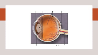 Sense organs. Eye, Ear, nose, skin and tongue | PPTX