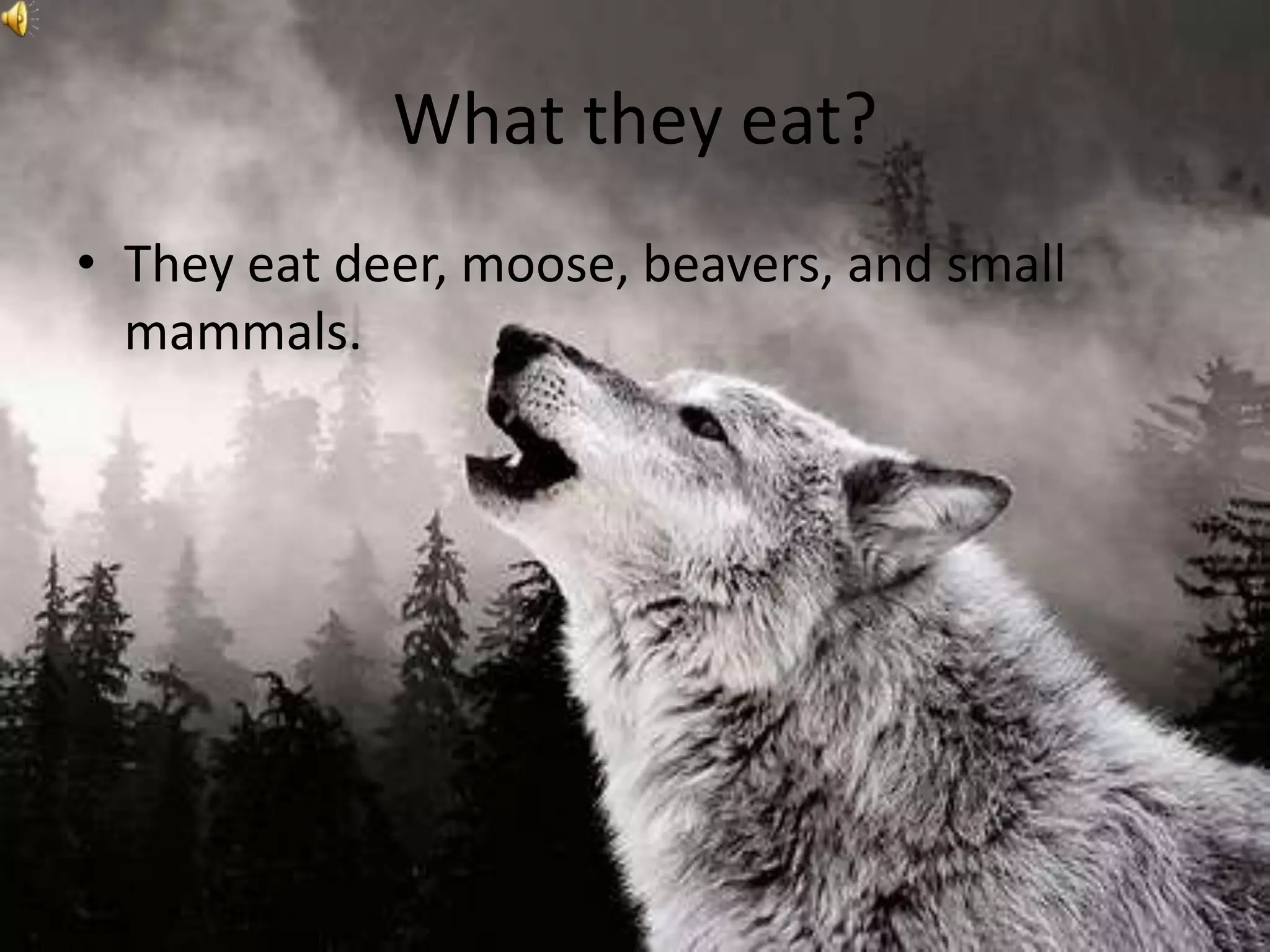 Gray wolf | PPT