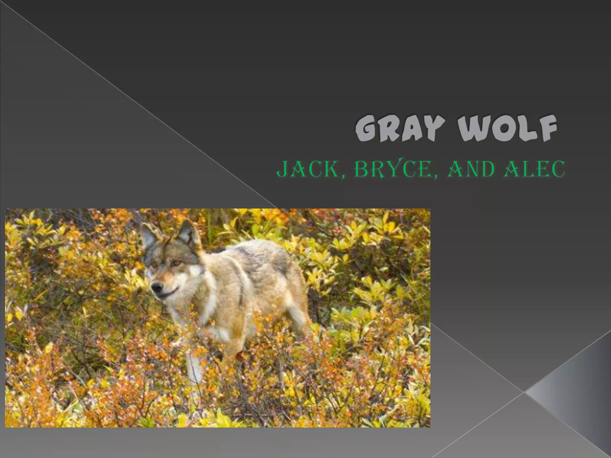 Gray wolf | PPT