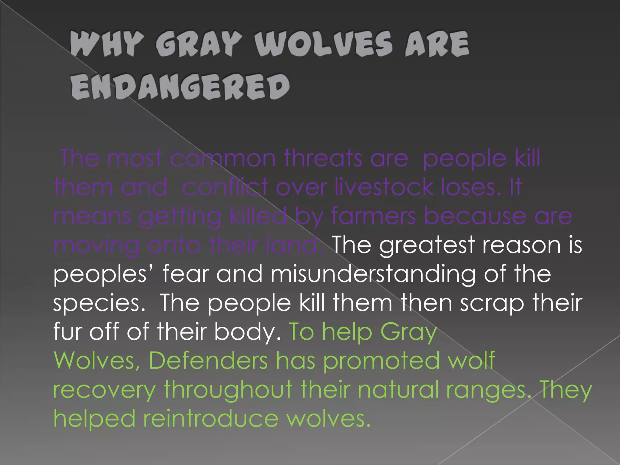 Gray wolf | PPT