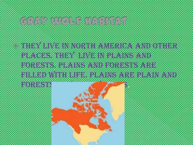 Gray wolf | PPT