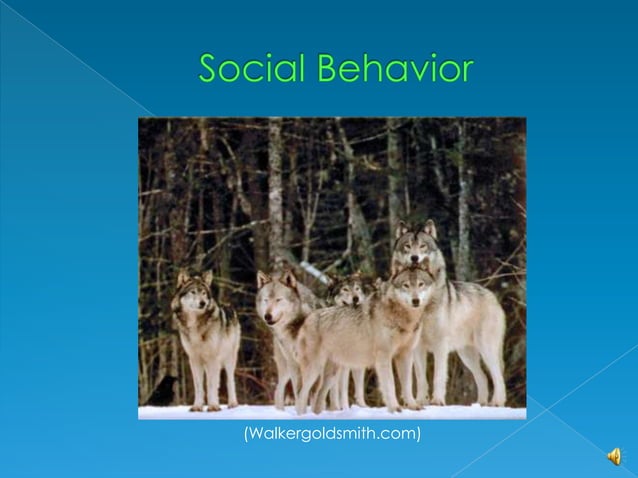 Gray wolf | PPT