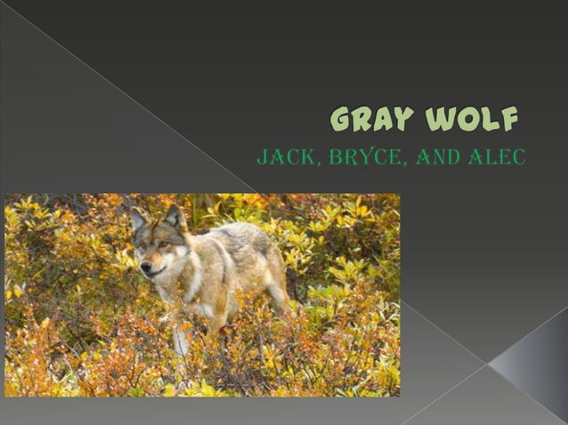 Gray wolf 1 | PPTX