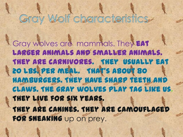 Gray wolf 1 | PPTX