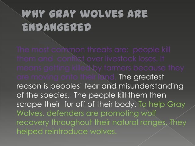 Gray wolf 1 | PPTX