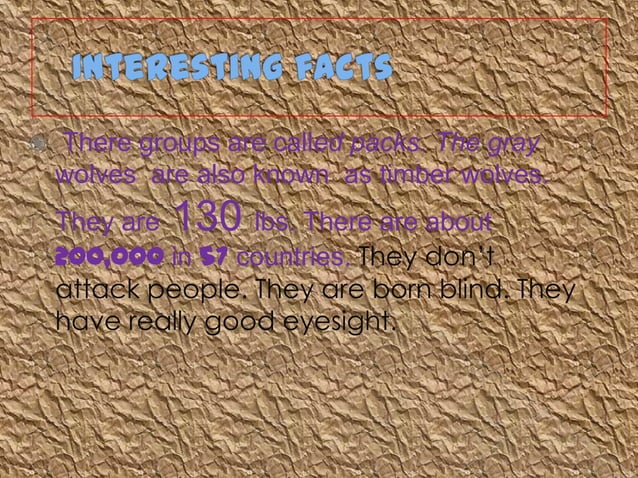 Gray wolf 1 | PPTX