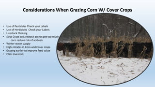 Grazing corn | PPT