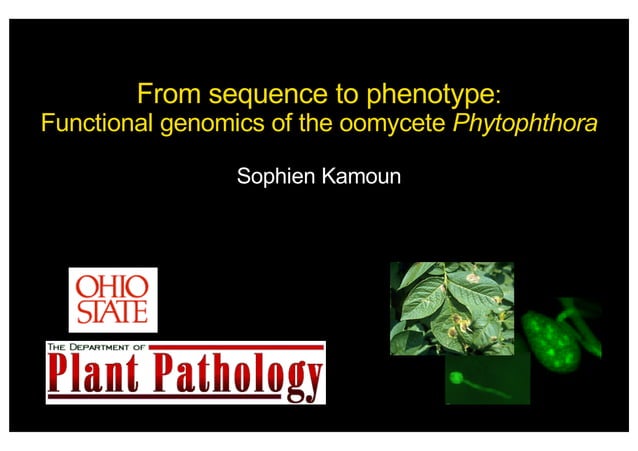 From Sequence To Phenotype Functional Genomics Of The Oomycete Phytophthora Ppt