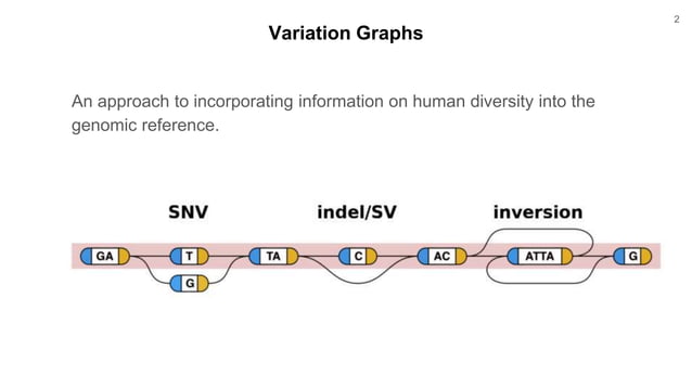 Genome variation graphs with the vg toolkit | PPT