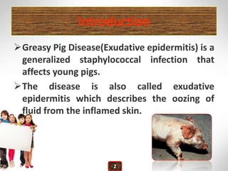 Exudative Epidermitis In Pigs