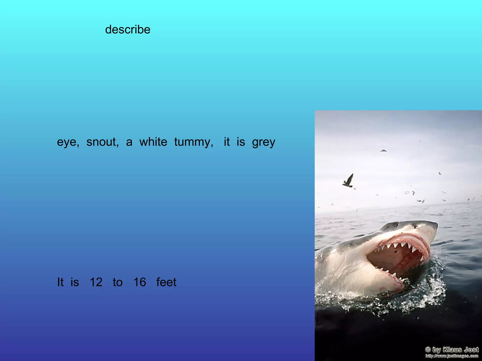 Great White Shark | PPT
