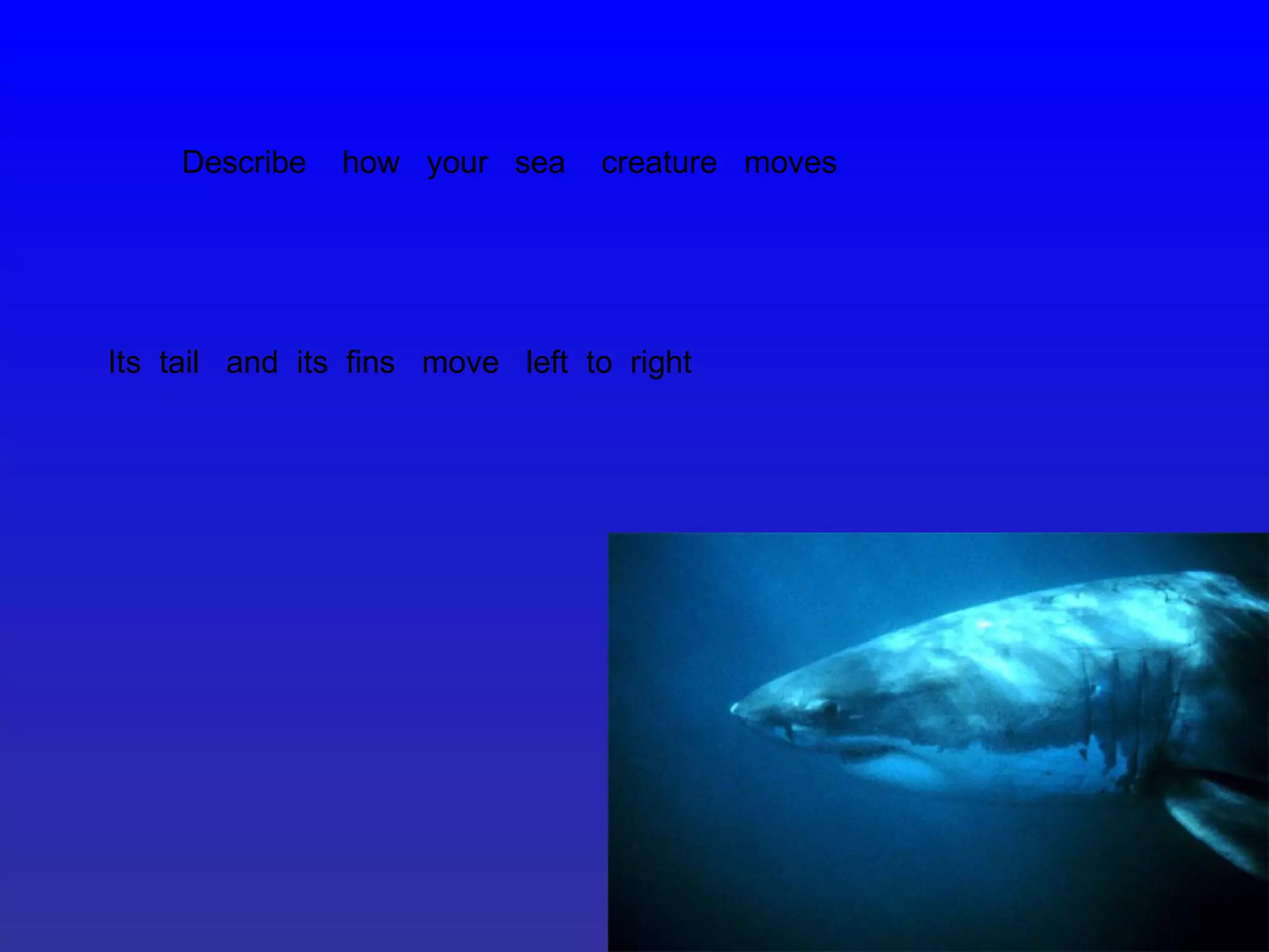 Great White Shark | PPT
