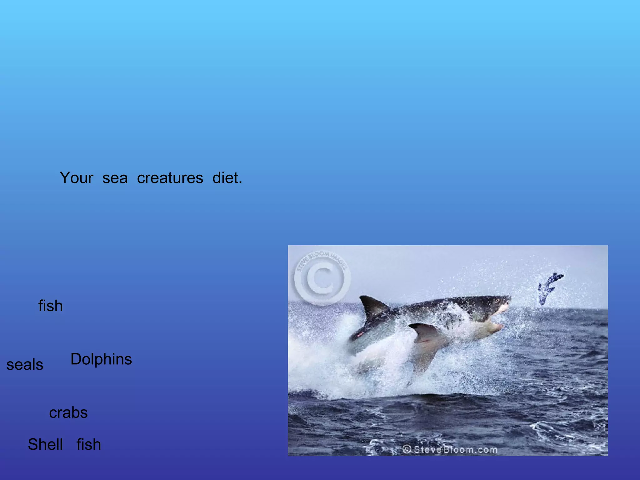 Great White Shark | PPT
