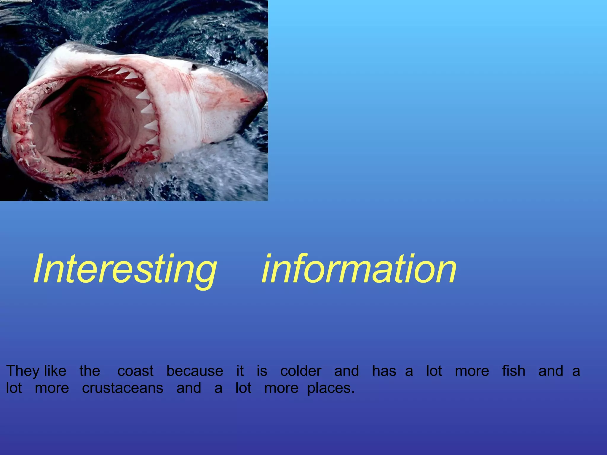 Great White Shark | PPT