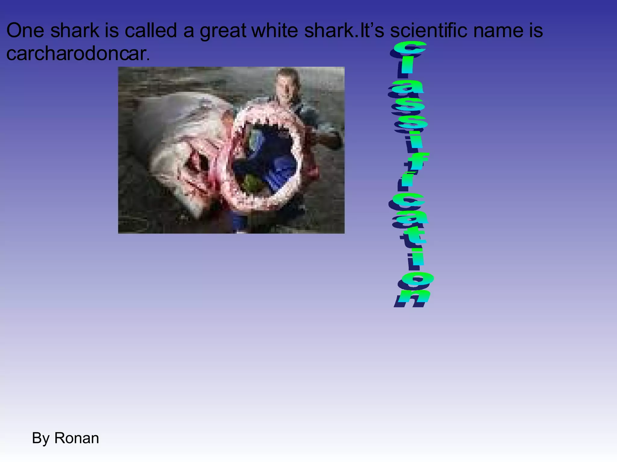 Great White Shark | PPT