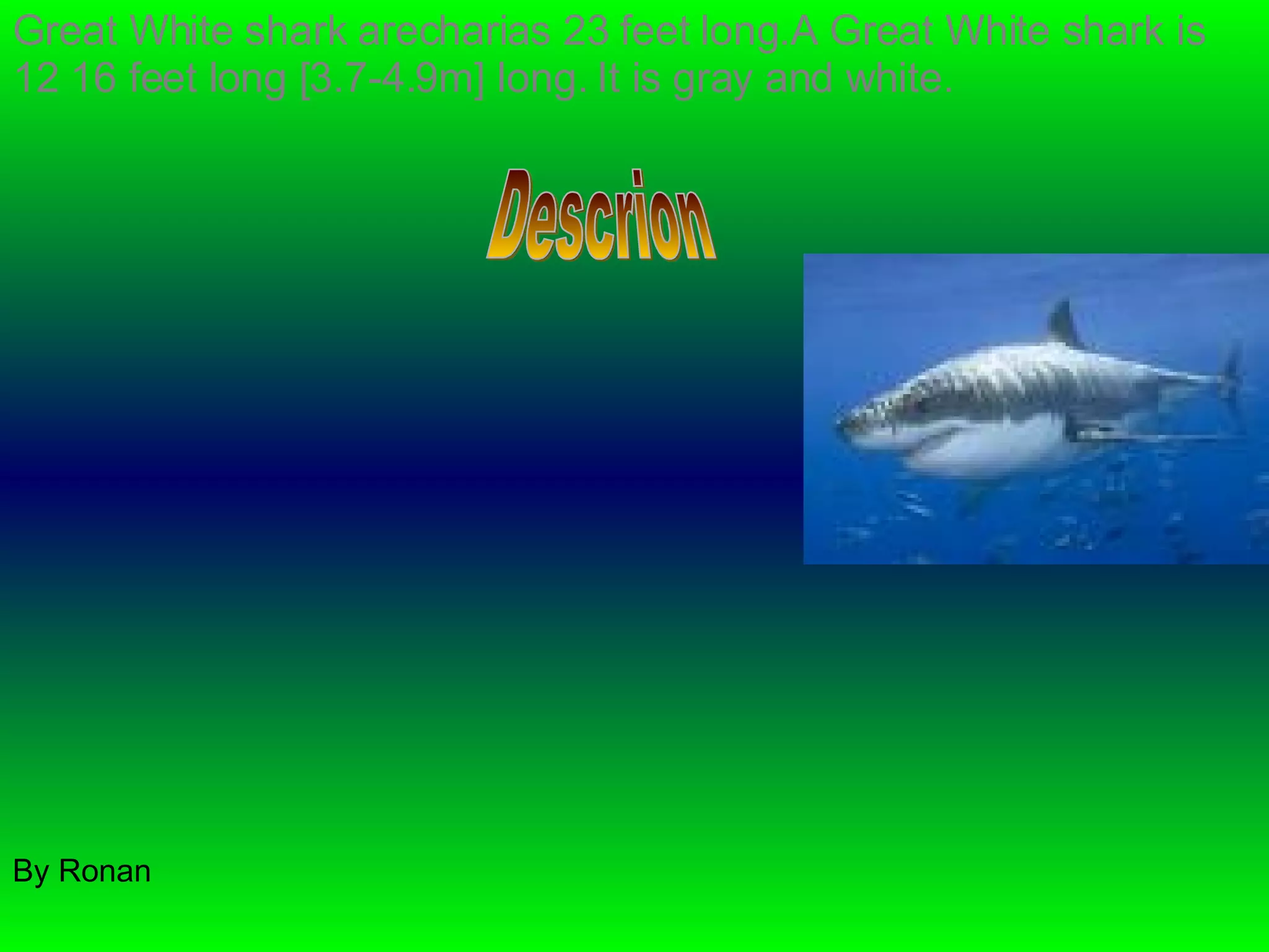Great White Shark | PPT