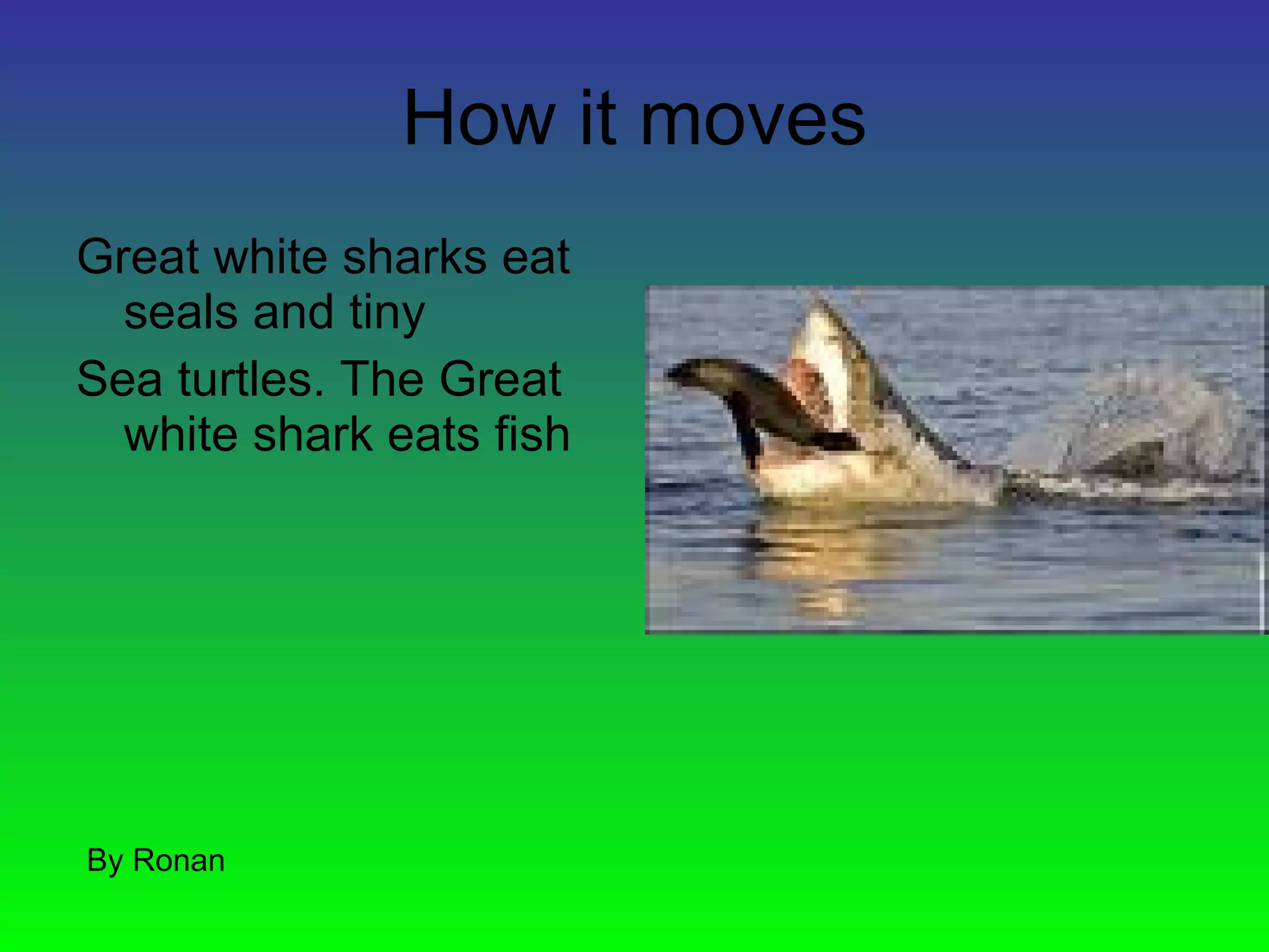 Great White Shark | PPT