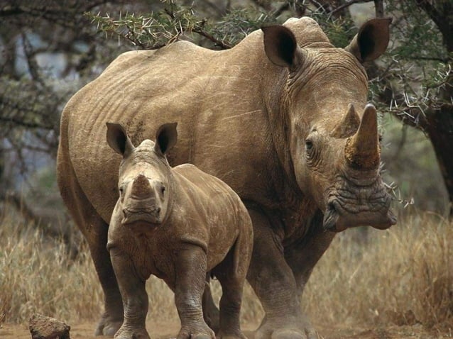 Great Animals And Birds | PPS