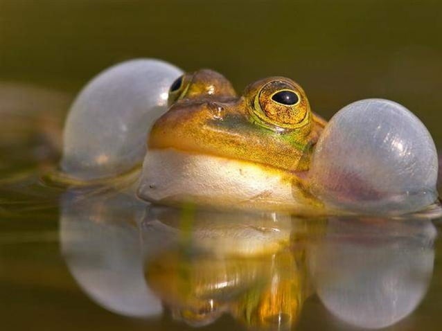 Great Animals And Birds | PPS