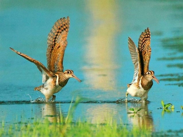 Great Animals And Birds | PPS