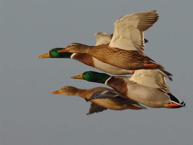 Great Animals And Birds | PPS