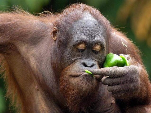 Great Animals And Birds | PPS