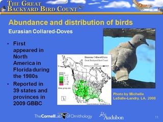 Great Backyard Bird Count | PPT